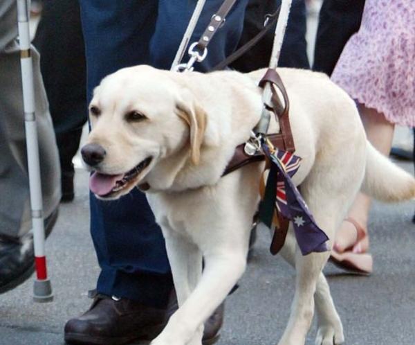 Guide Dogs - Open for Business Service | TWinFM