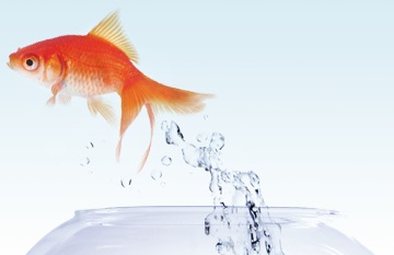 Vodafone Egypt Deploys Telsis Mobile Assistant | TWinFM